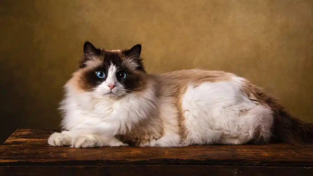 Kot Ragdoll - Pluszowy Przyjaciel o Niebieskich Oczach