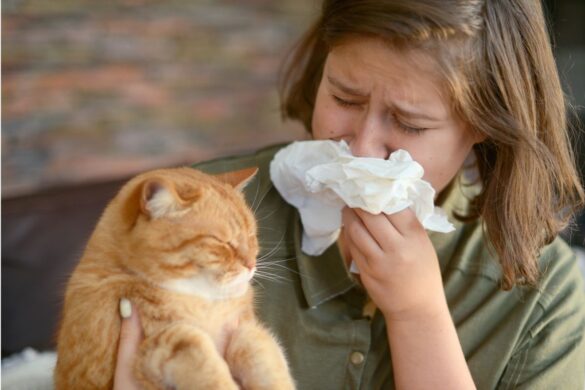 Alergia u Kota: Przyczyny, Objawy i Leczenie. Kot Alergik